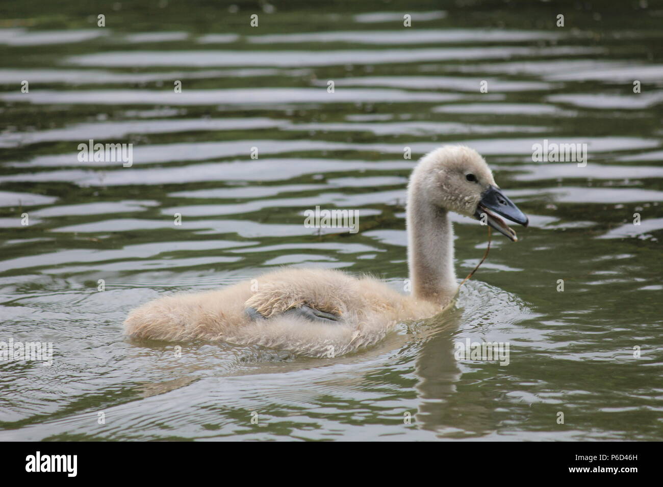 Swan family with adopted Goose In Nijmegen Stock Photo - Alamy