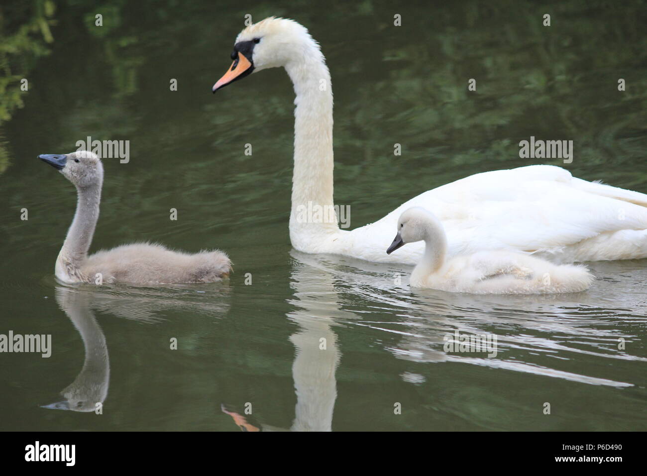 Swan family with adopted Goose In Nijmegen Stock Photo - Alamy