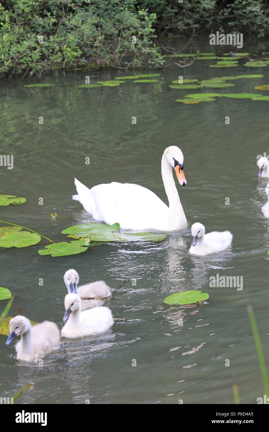 Swan family with adopted Goose In Nijmegen Stock Photo - Alamy