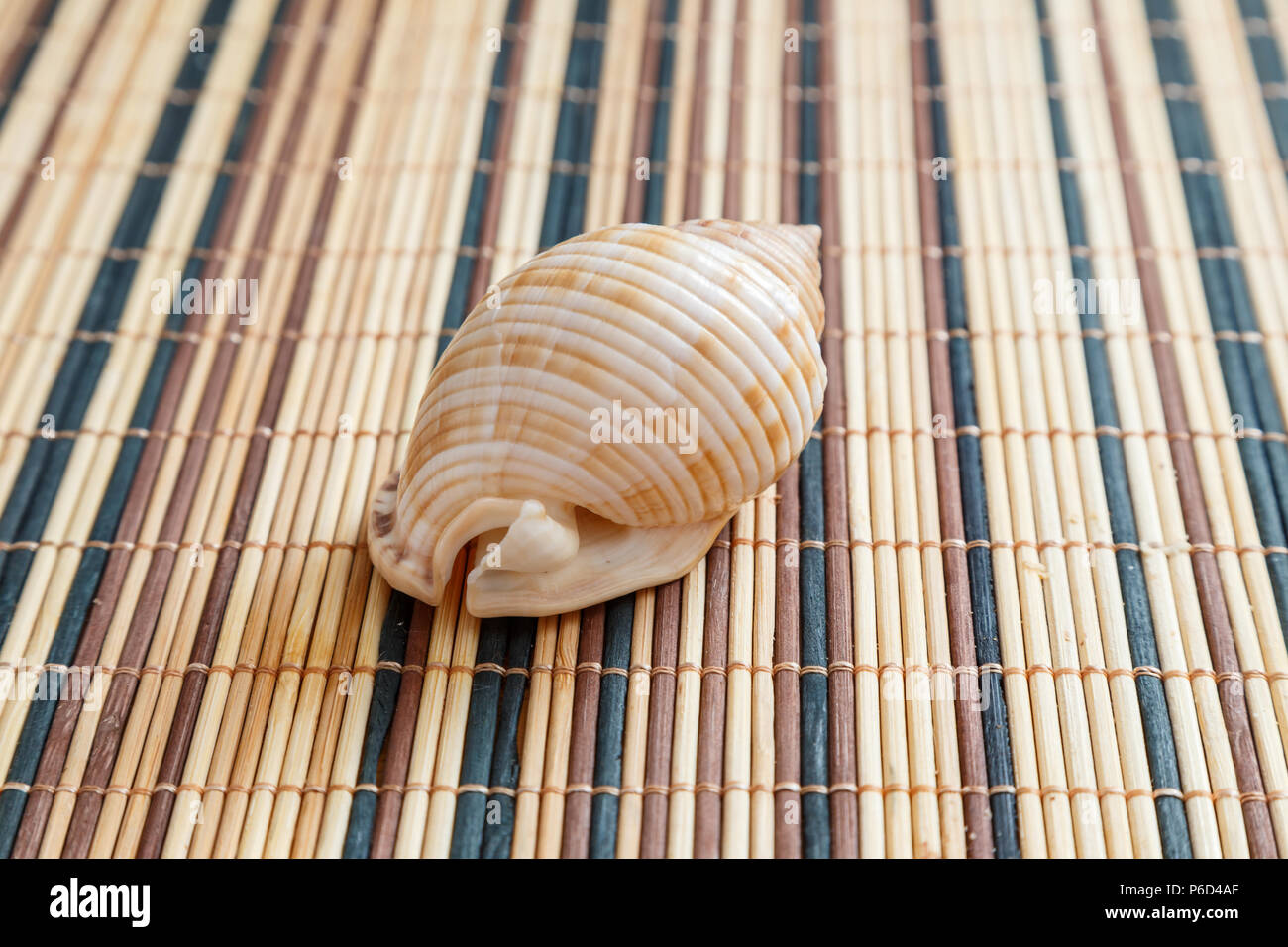 Sea shell on a light colored background of vertical lines Stock Photo ...