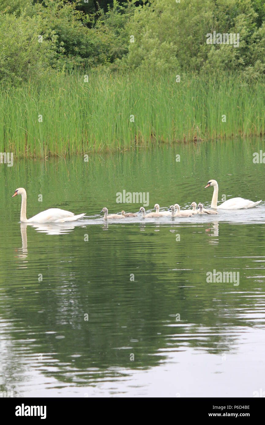 Swan family with adopted Goose In Nijmegen Stock Photo - Alamy