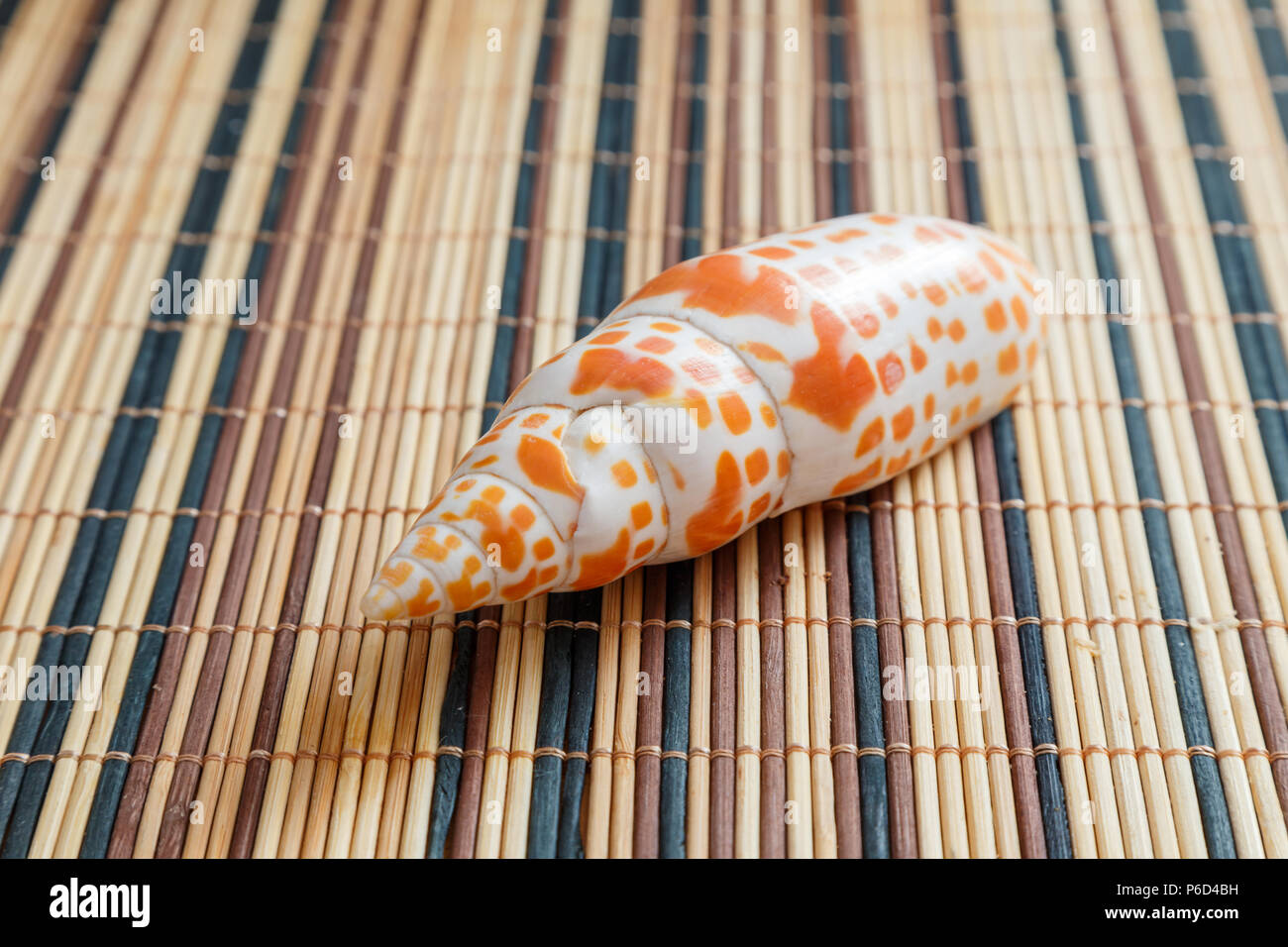 Sea shell on a light colored background of vertical lines Stock Photo ...