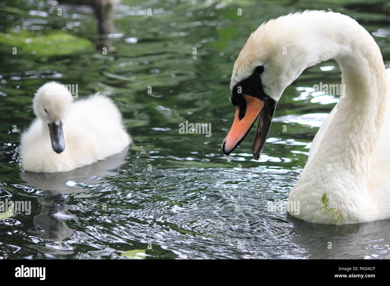 Swan family with adopted Goose In Nijmegen Stock Photo - Alamy