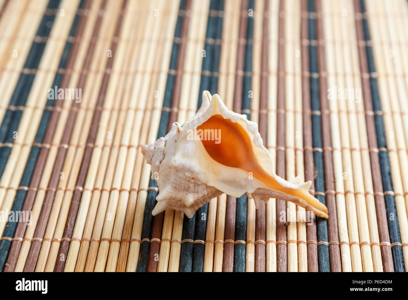 seashell on a background of vertical lines Stock Photo - Alamy