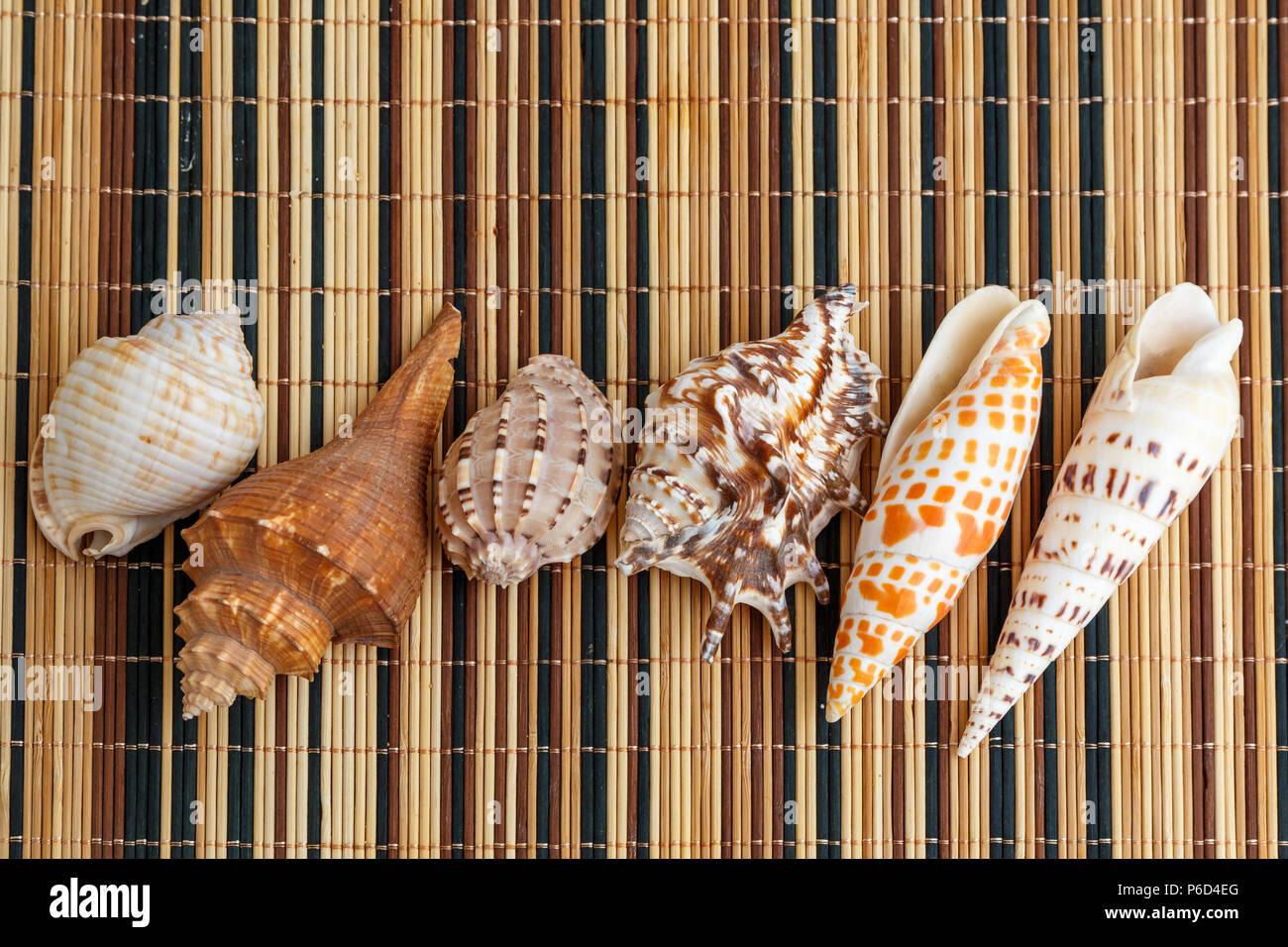 Variety of seashells on a background of vertical line Stock Photo - Alamy