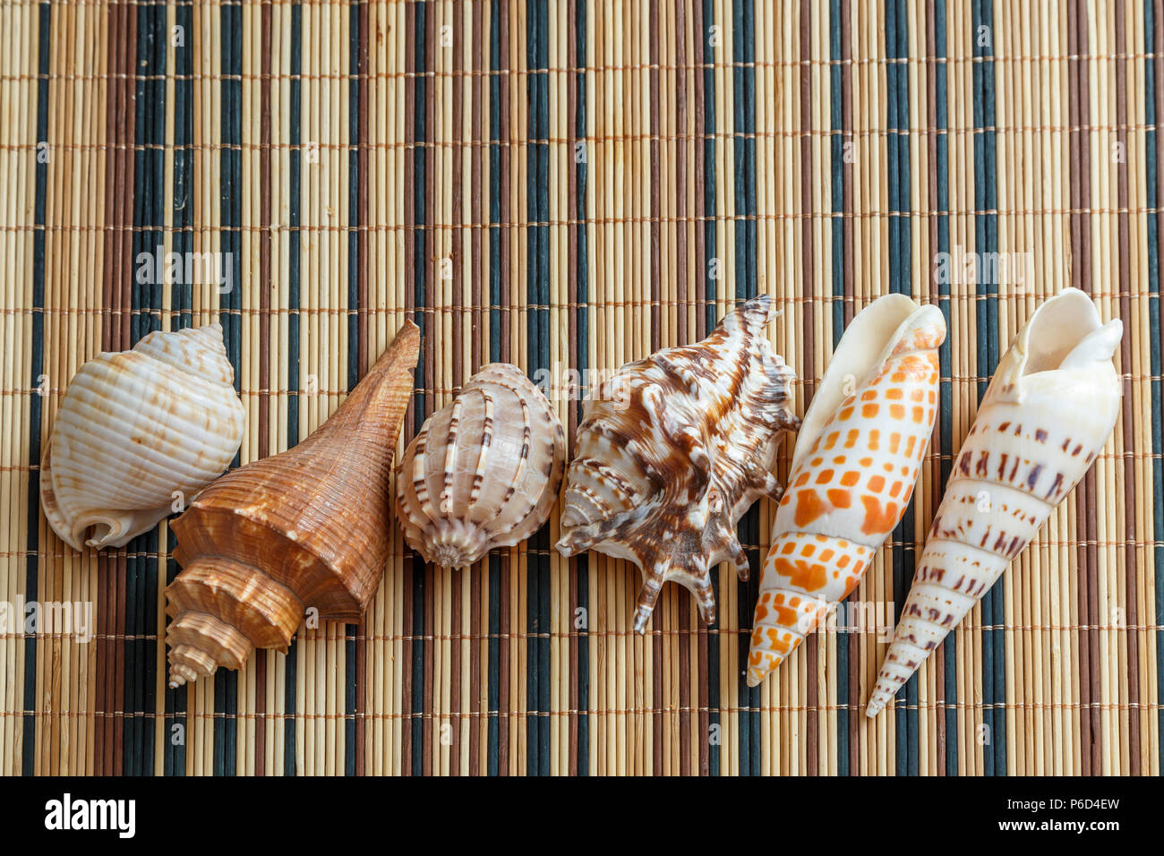 Variety of seashells on a background of vertical line Stock Photo - Alamy
