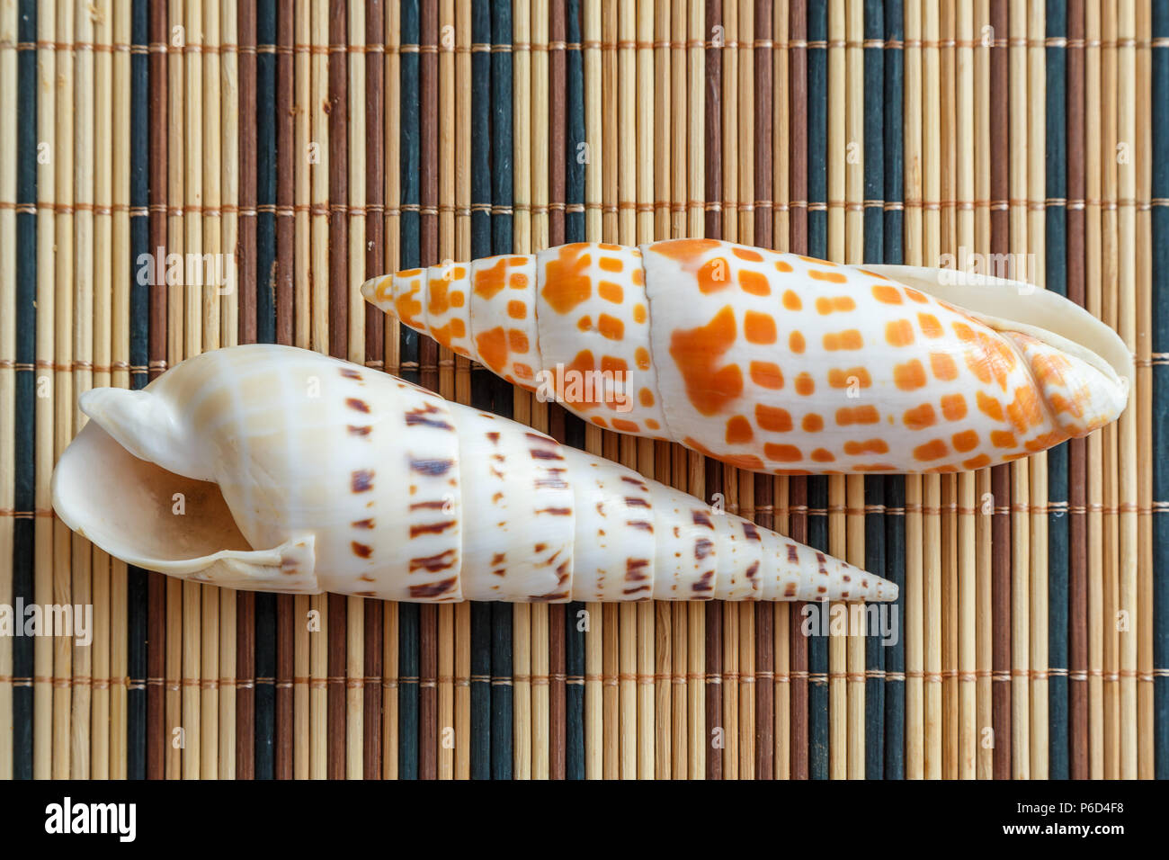 Seashells on a background of vertical lines Stock Photo - Alamy
