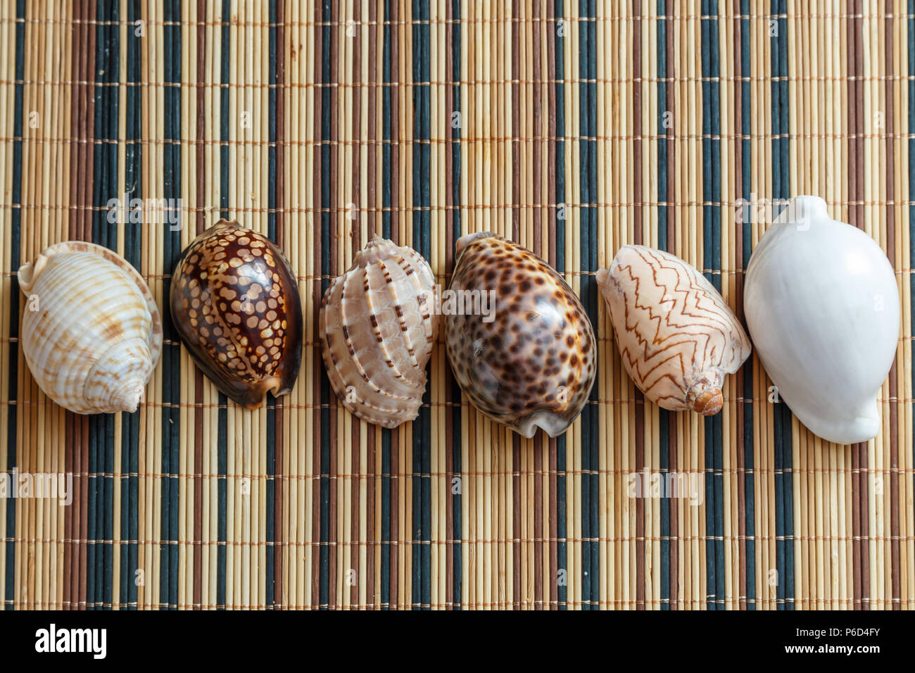Seashells on a background of vertical lines Stock Photo - Alamy