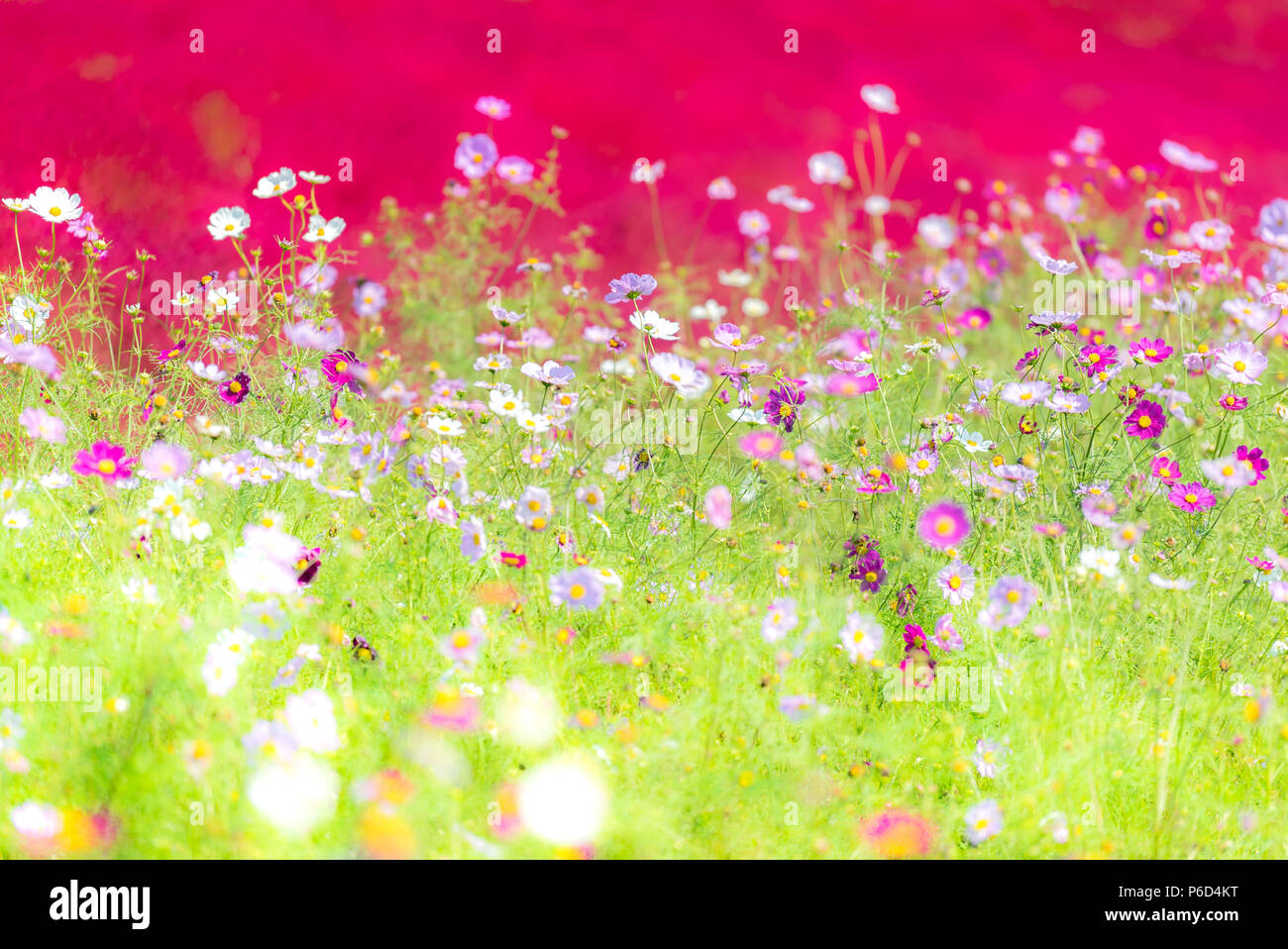 Kochia and cosmos bush with hill landscape Mountain,at Hitachi Seaside ...