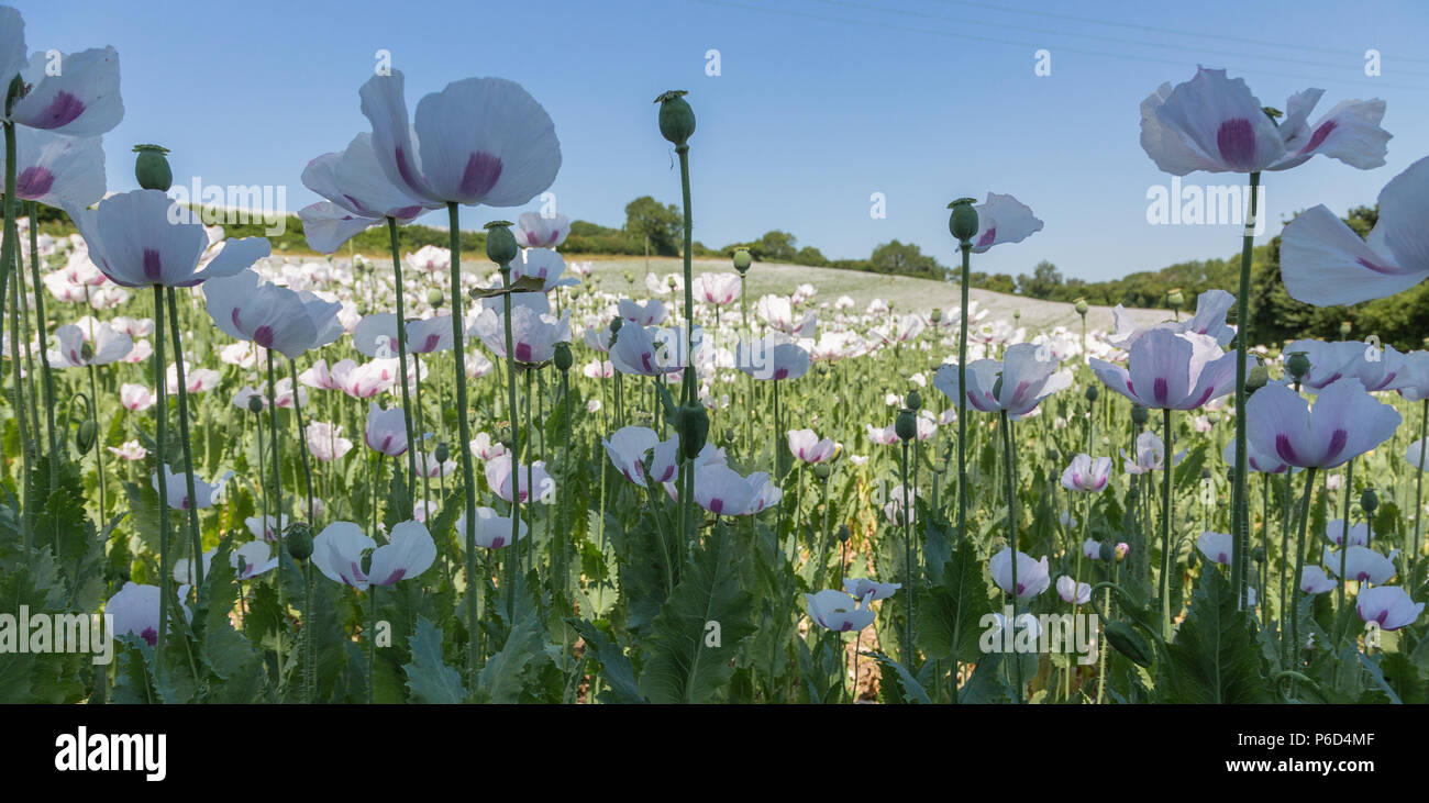 Opium Poppies grown in North Dorset Stock Photo - Alamy