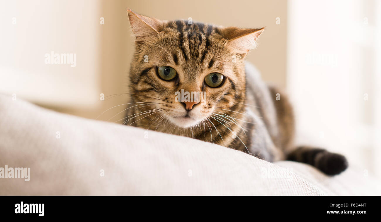 Domestic cat at home Stock Photo - Alamy