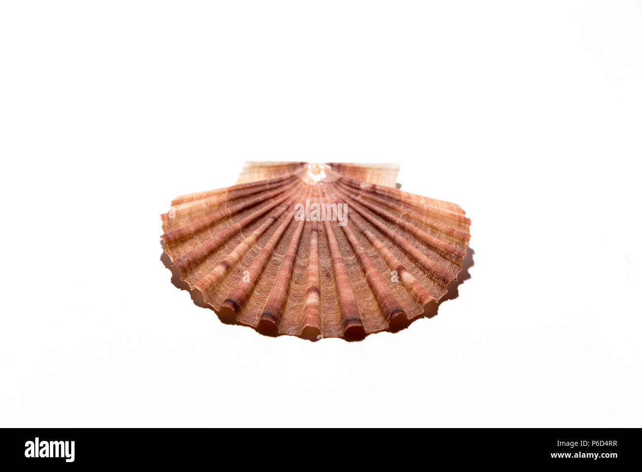Mollusks seashell Cut Out Stock Images & Pictures - Alamy