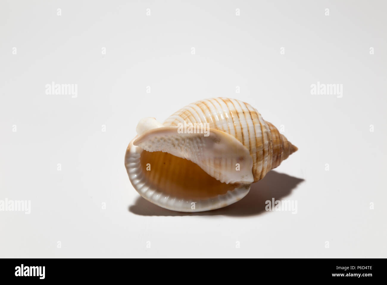 view of a seashell on white background Stock Photo - Alamy