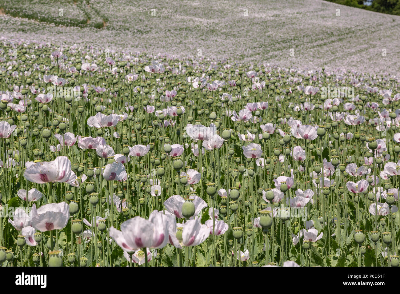 Grown for the nhs hi-res stock photography and images - Alamy