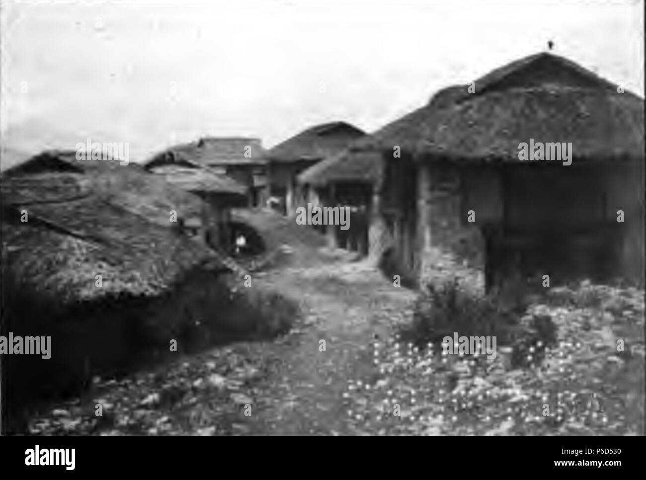 Limbu hi-res stock photography and images - Alamy