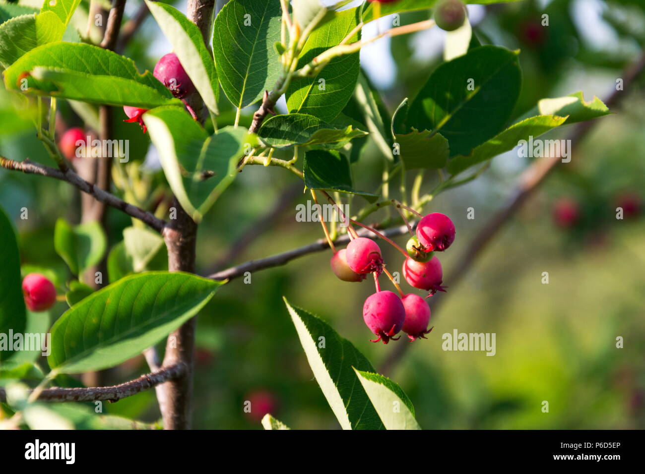 Fruit berries of shadbush shrub Amelanchier also known as serviceberry ...