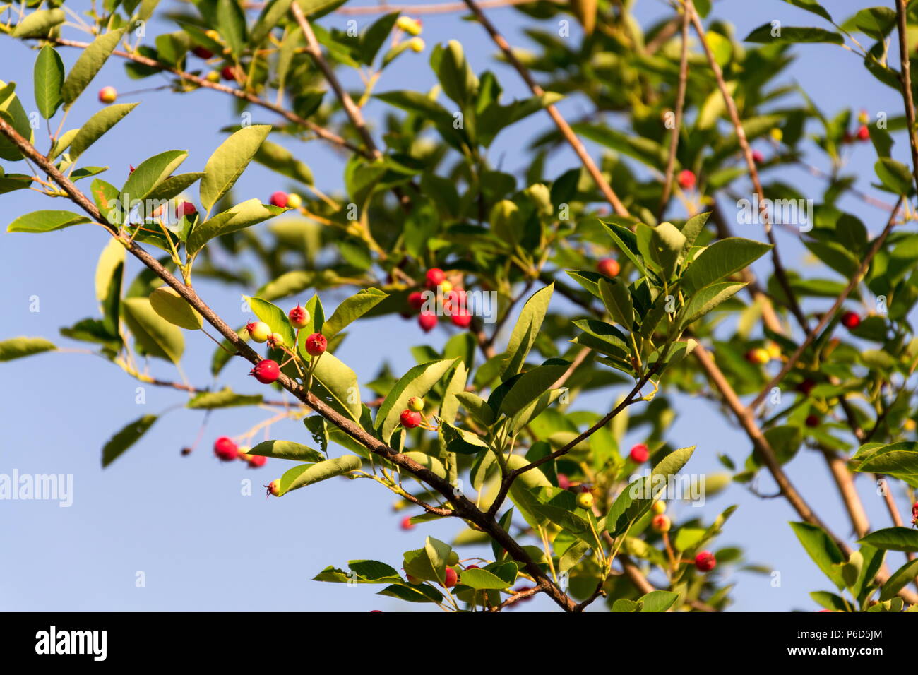 Fruit berries of shadbush shrub Amelanchier also known as serviceberry ...