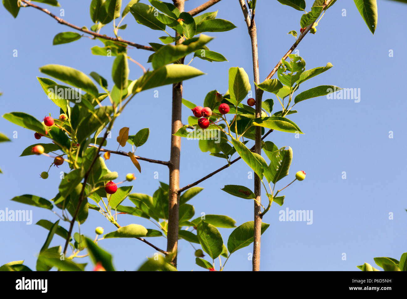 Fruit berries of shadbush shrub Amelanchier also known as serviceberry ...