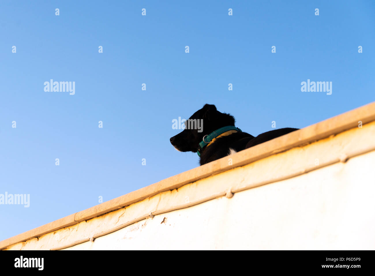 Roof snow dog hi-res stock photography and images - Alamy