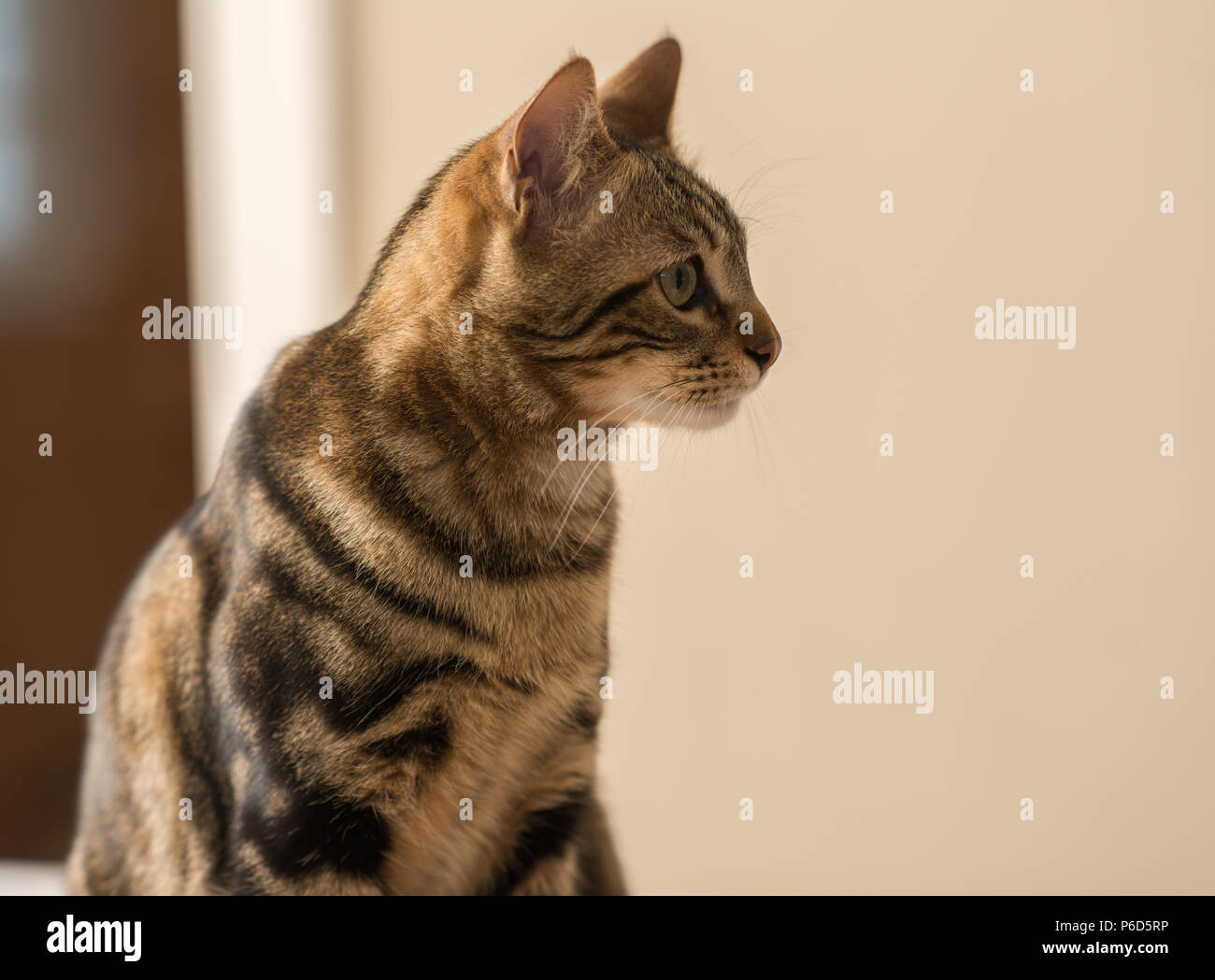 Beautiful feline cat at home. Domestic animal Stock Photo - Alamy