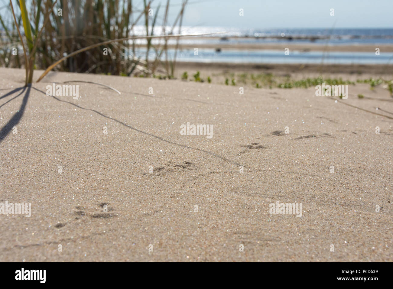 bird tracks on a sandy beach Stock Photo - Alamy