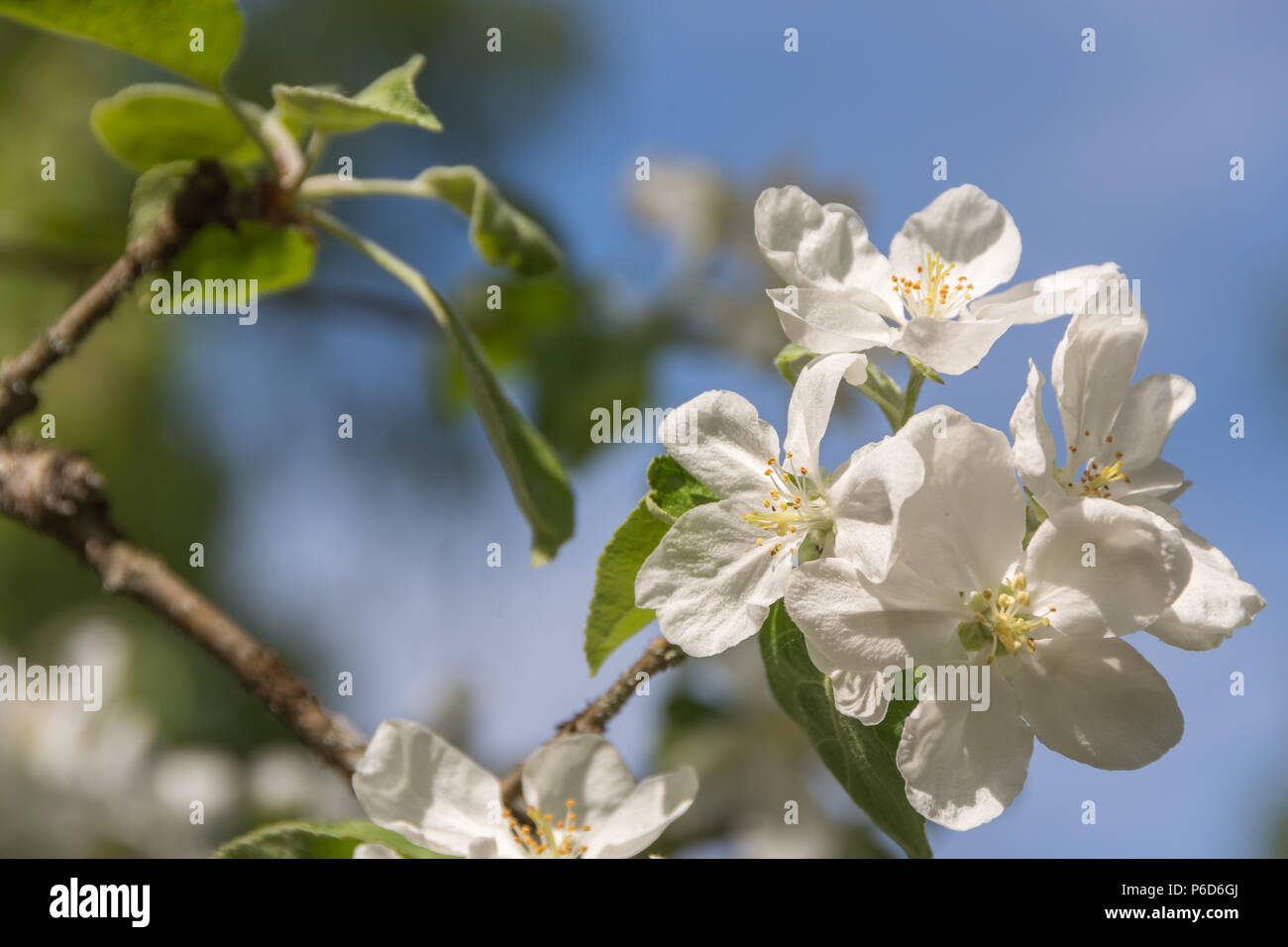 White flowers in apple tree Stock Photo - Alamy