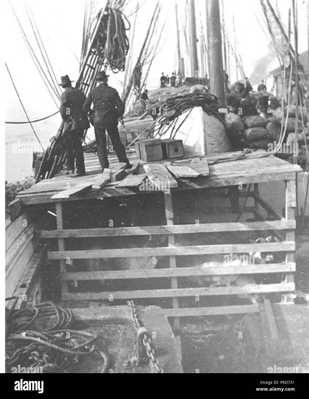 . English: Reindeer on the deck of the bark SEMINOLE, Seattle ...