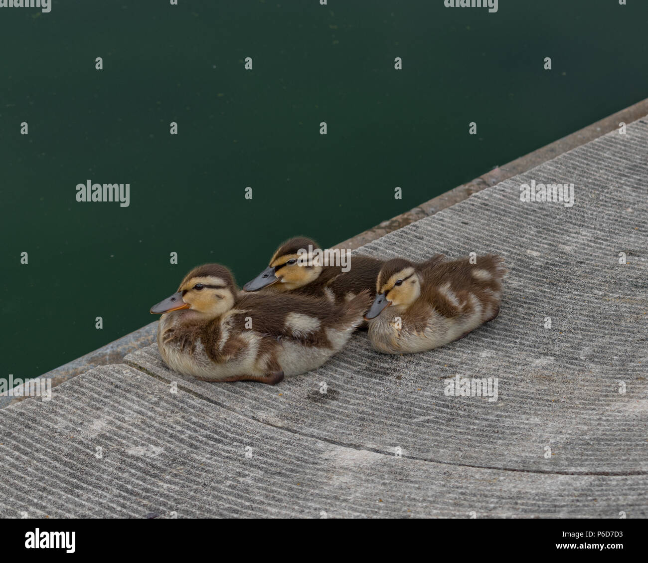 Baby ducks hi-res stock photography and images - Alamy