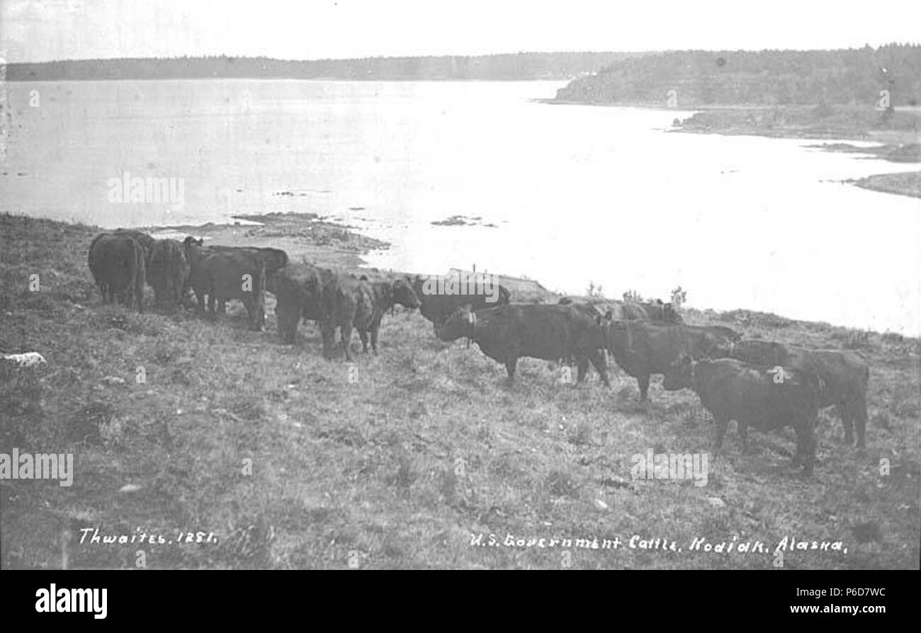 . English: United States Government cattle grazing in Kodiak, ca. 1912 ...