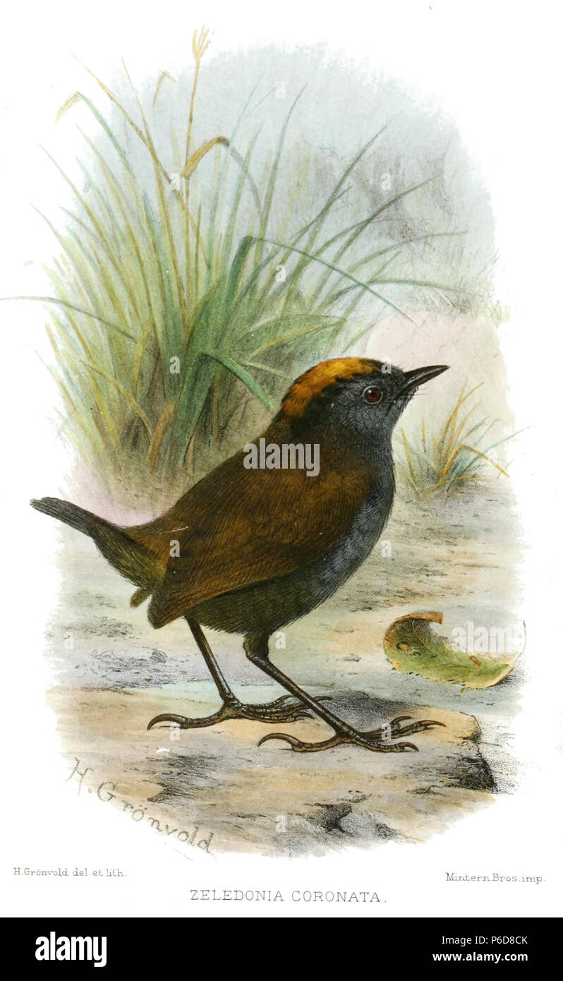 Zeledonia hi-res stock photography and images - Alamy