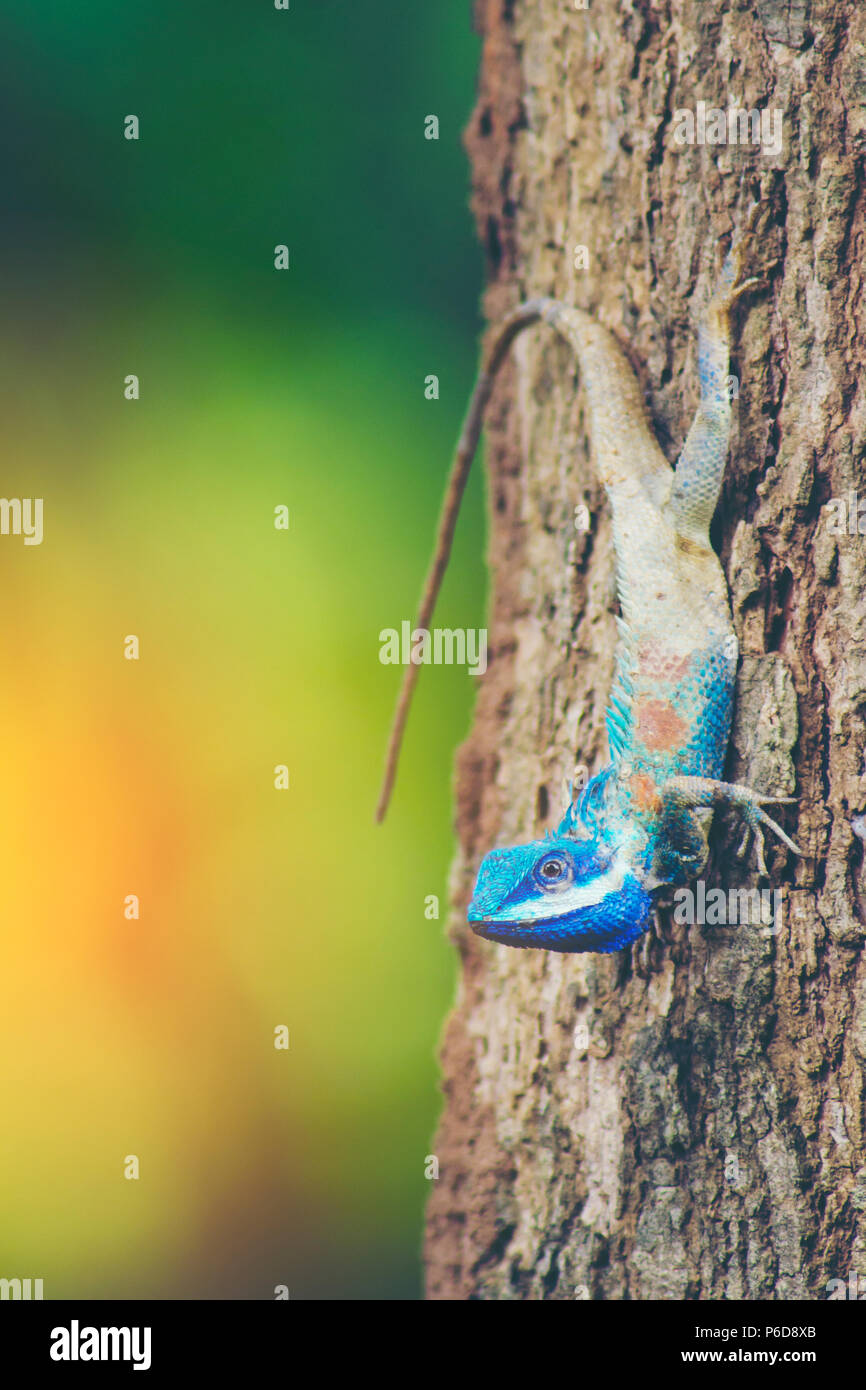 Blue Lizard with big eyes in closed up details, like small reptile with ...