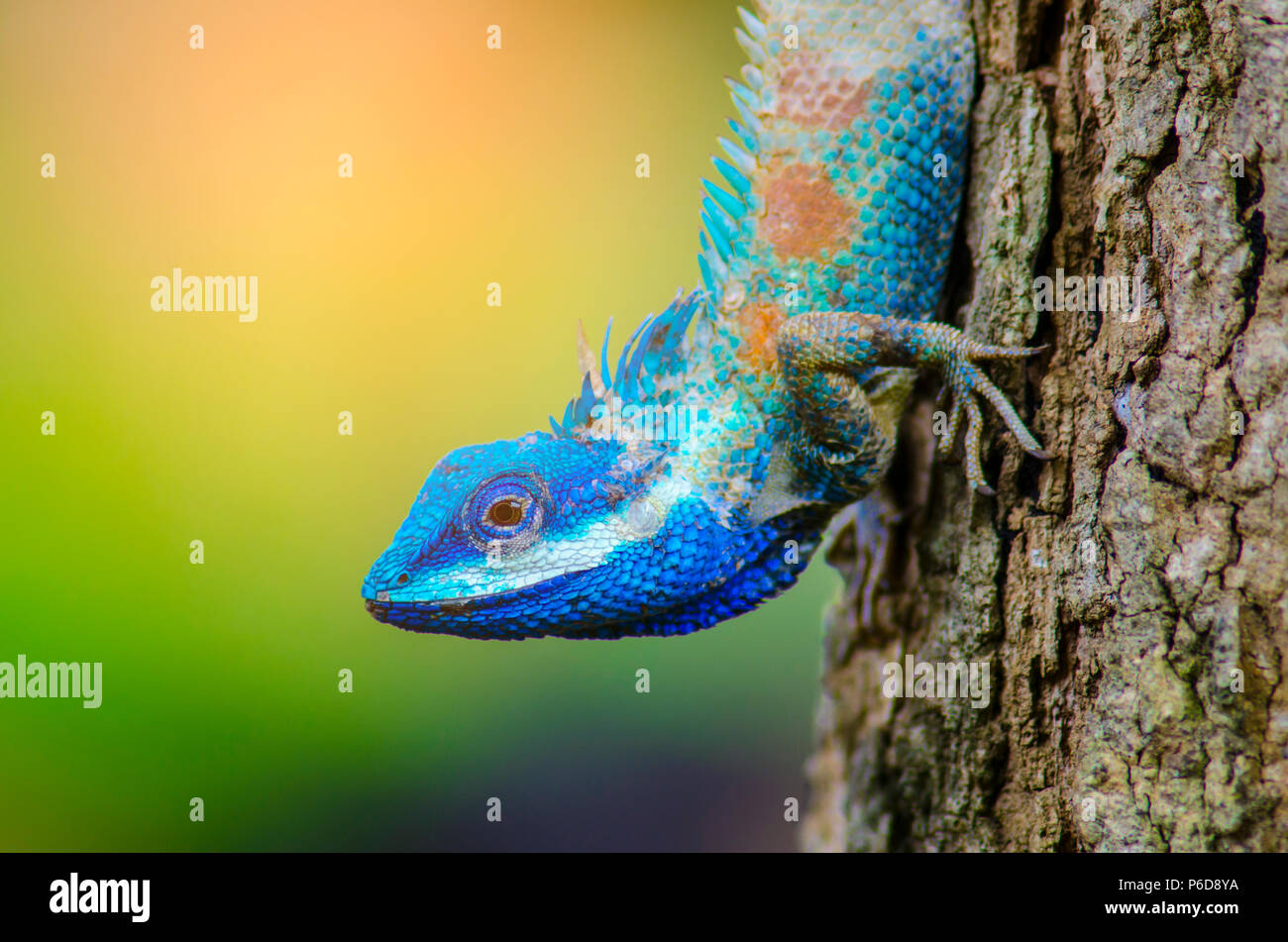 Blue Lizard with big eyes in closed up details, like small reptile with ...