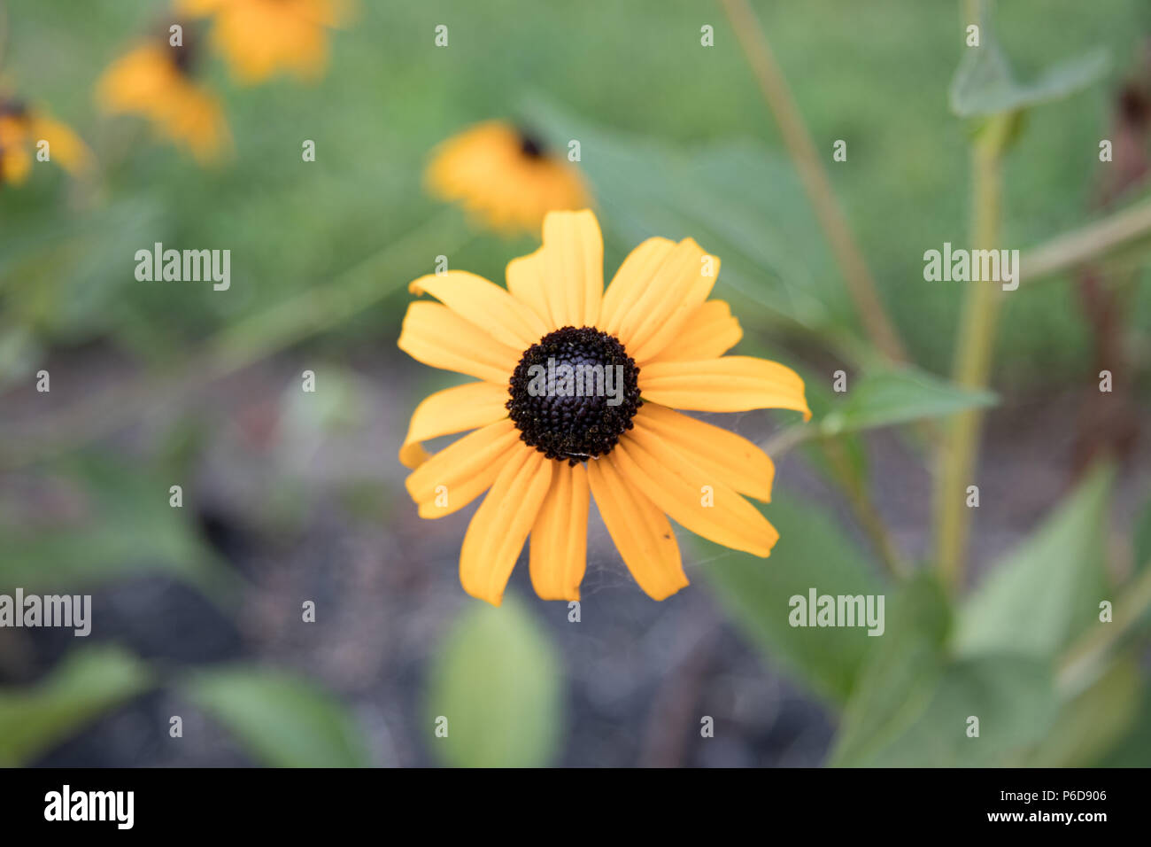 Shallow Depth of Field Field of Flowers Stock Photo - Alamy
