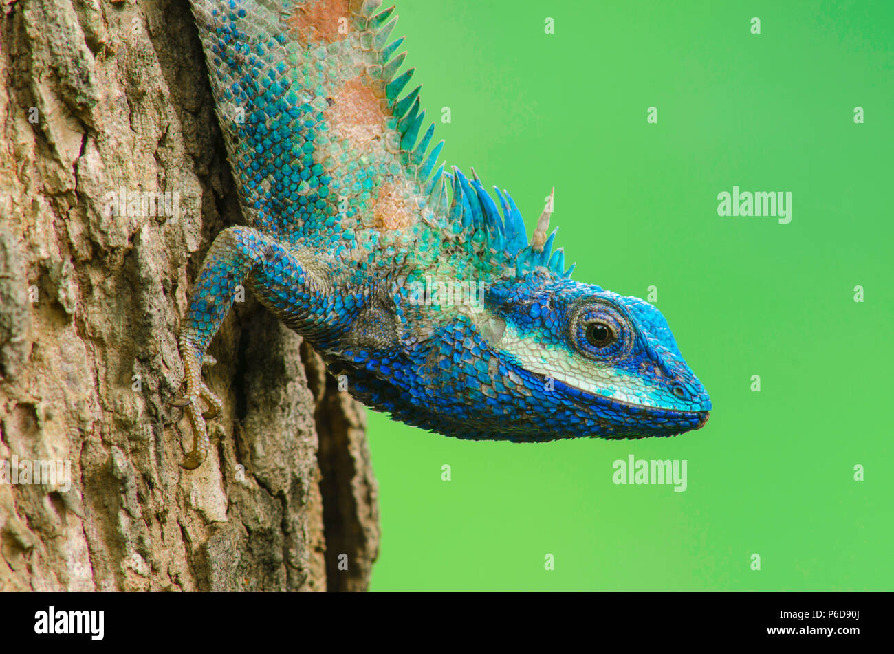 Blue Lizard with big eyes in closed up details, like small reptile with ...