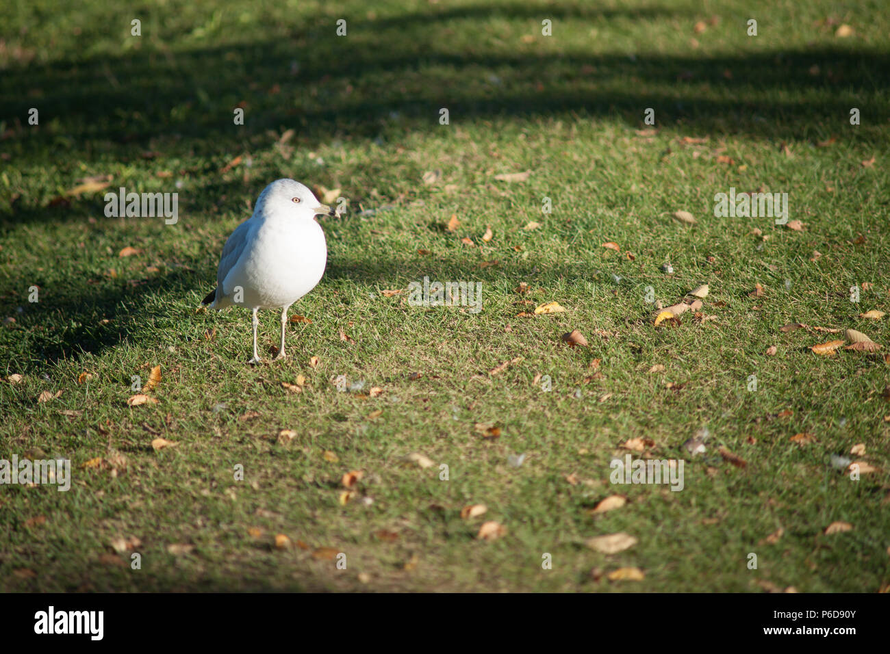 Seagull wing hi-res stock photography and images - Alamy