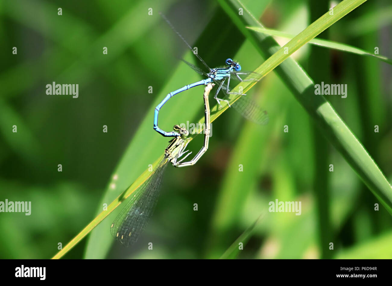 Two blue dragonflies are mating on a leaf Stock Photo - Alamy