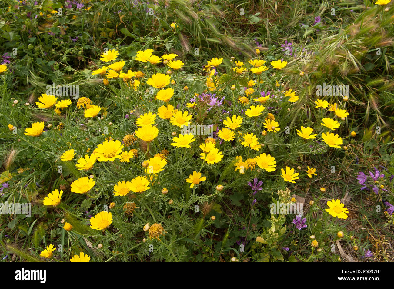 Spring beautiful yellow flowers Stock Photo - Alamy
