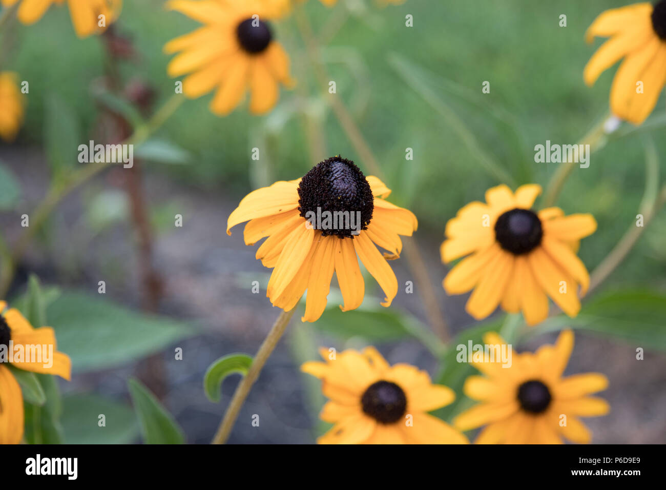 Shallow Depth of Field Field of Flowers Stock Photo - Alamy