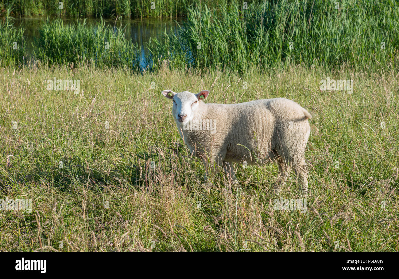 young curious sheep with ear marks in the grass Stock Photo - Alamy