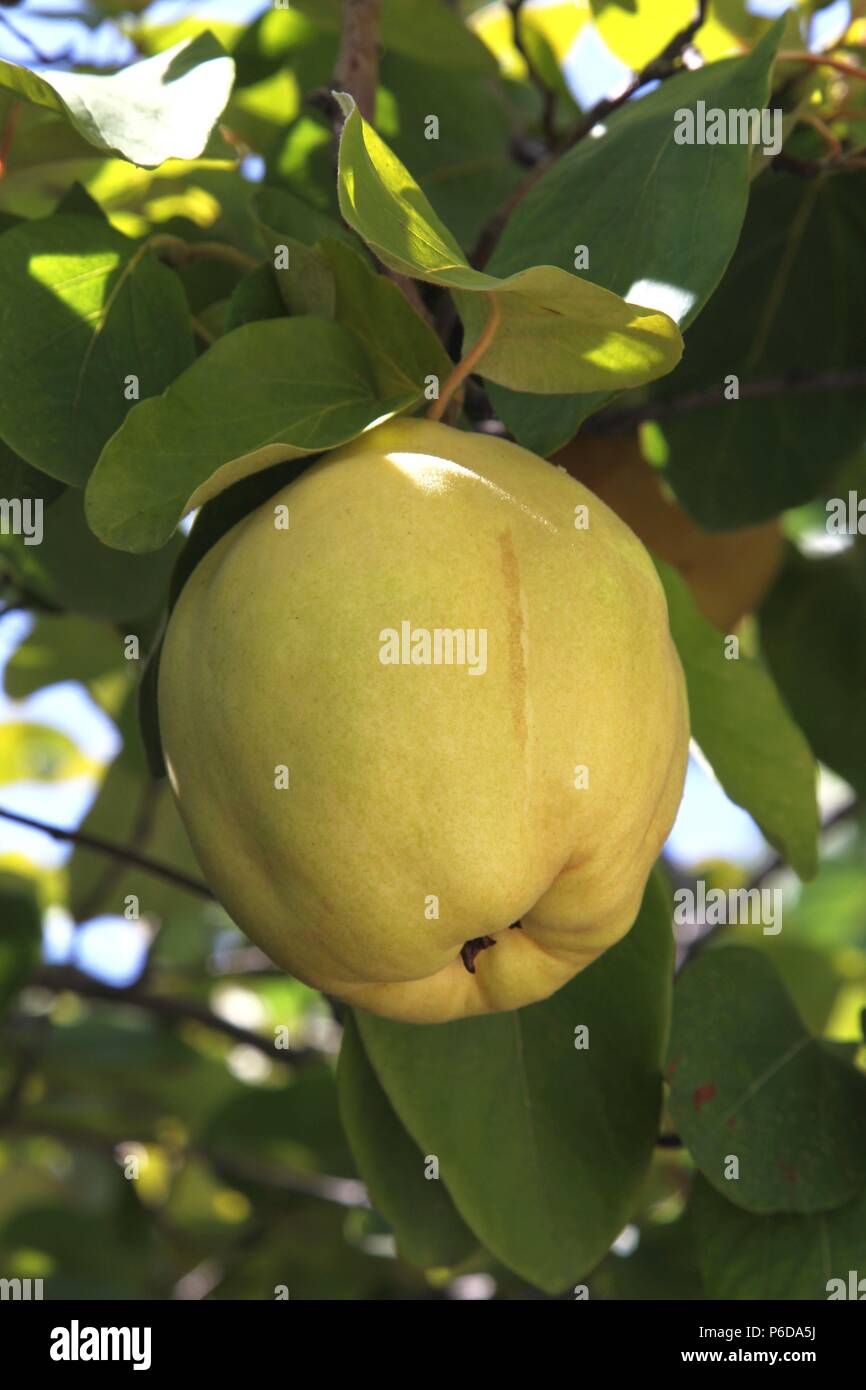 MEMBRILLO. FRUTO DEL MEMBRILLERO , ARBOL DE LA FAMILIA DE LAS ROSACEAS ...