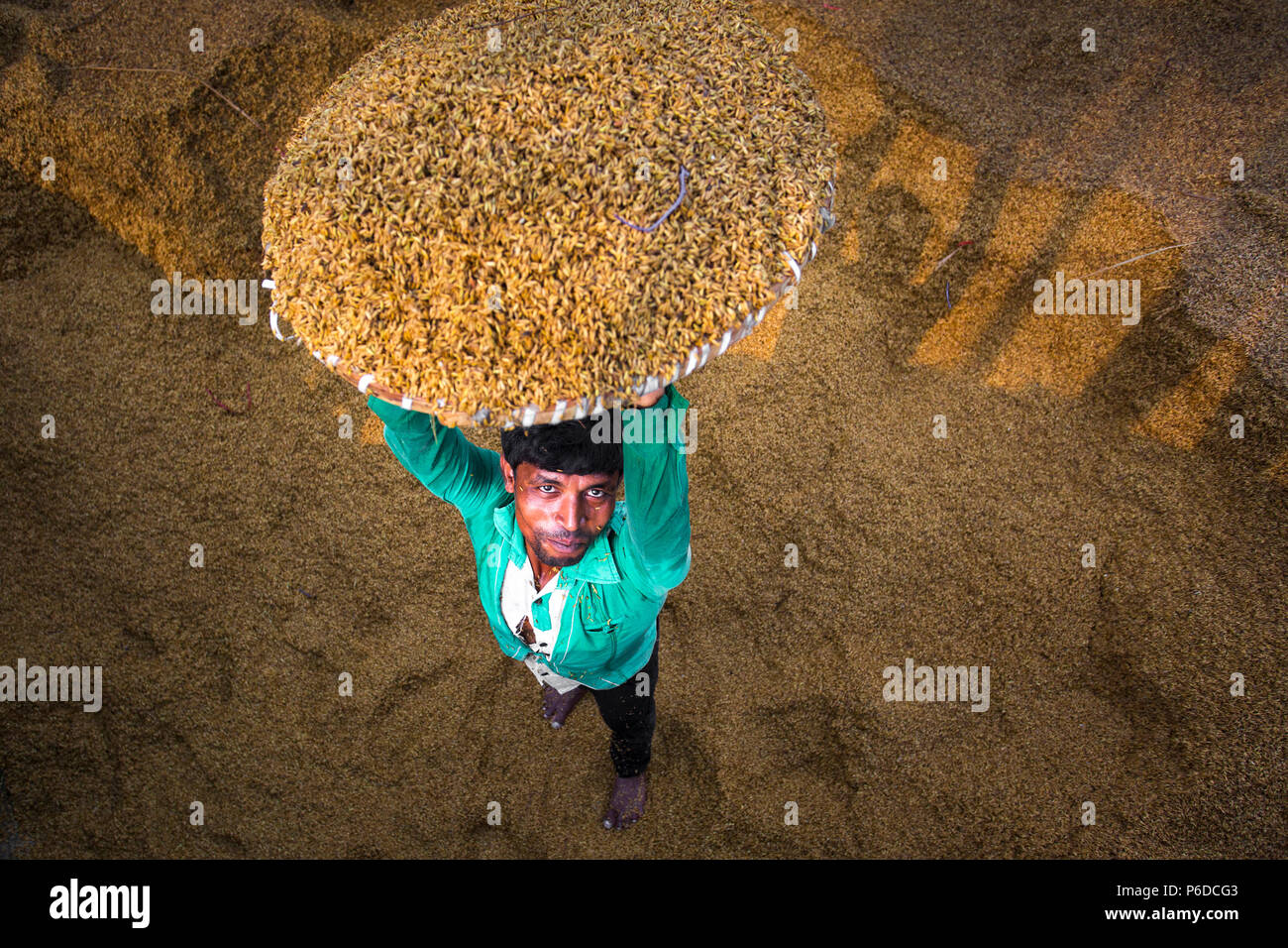 A rice mill worker rising above the full of wet paddy basket for boiled ...