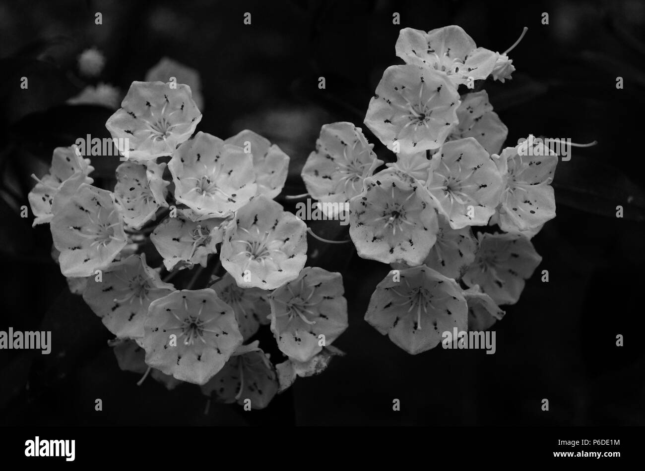 Mountain laurel growing in hi-res stock photography and images - Alamy