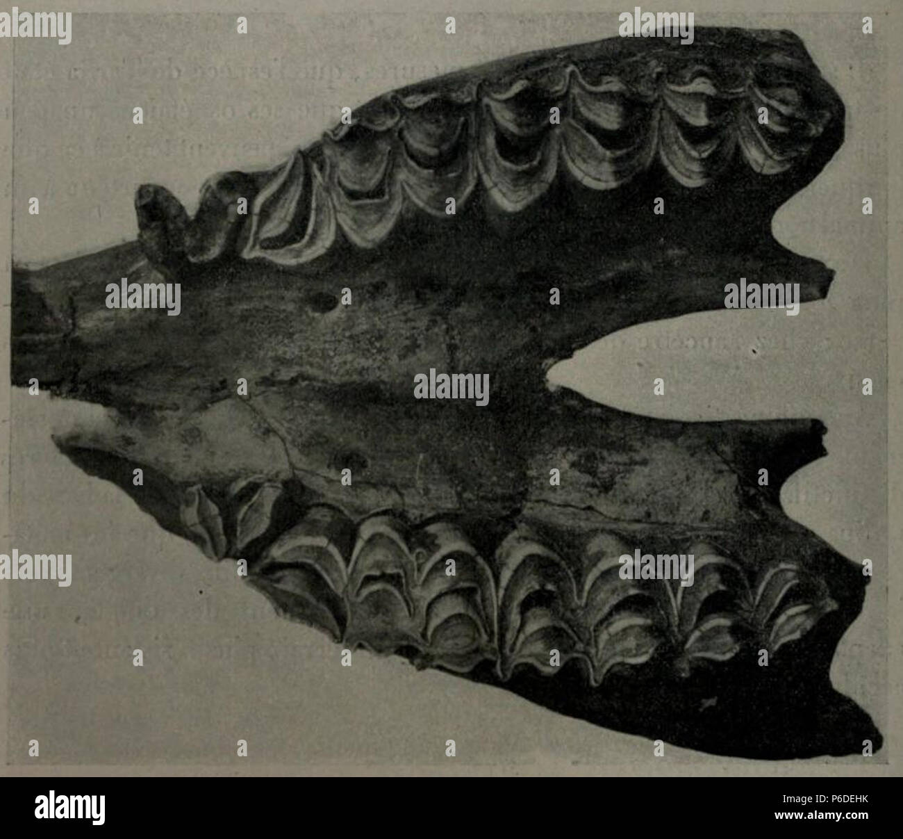 43 Fossil maxilla Hemiauchenia Boulle Stock Photo - Alamy