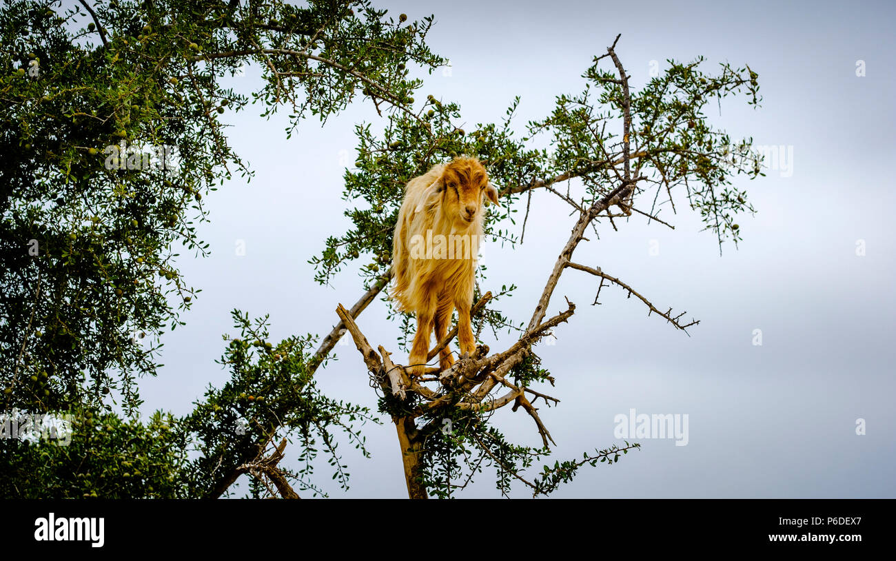 Climbing argon trees hi-res stock photography and images - Alamy
