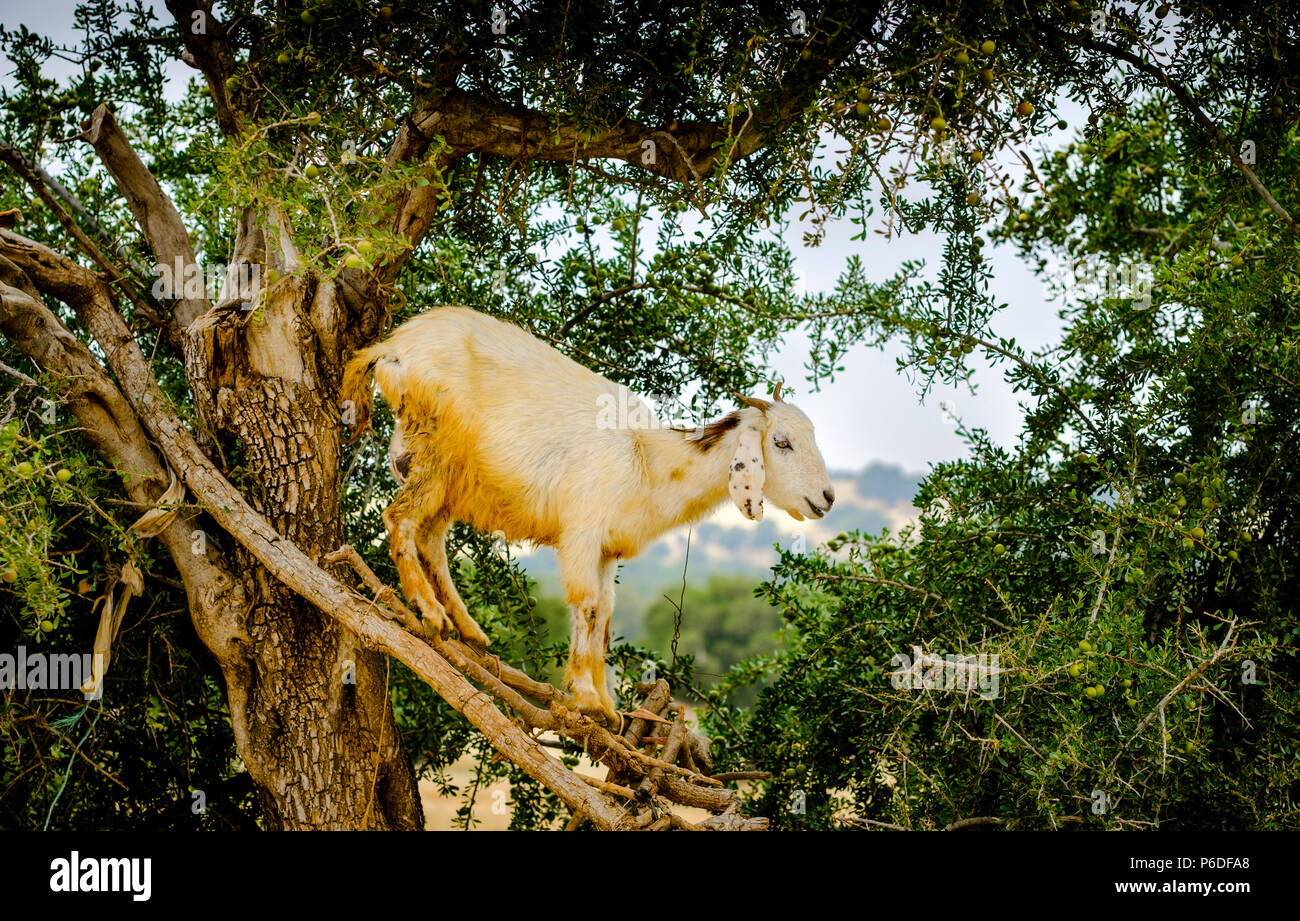 Goats climbing in Argon trees on the road to Essaouira, Morocco, North ...