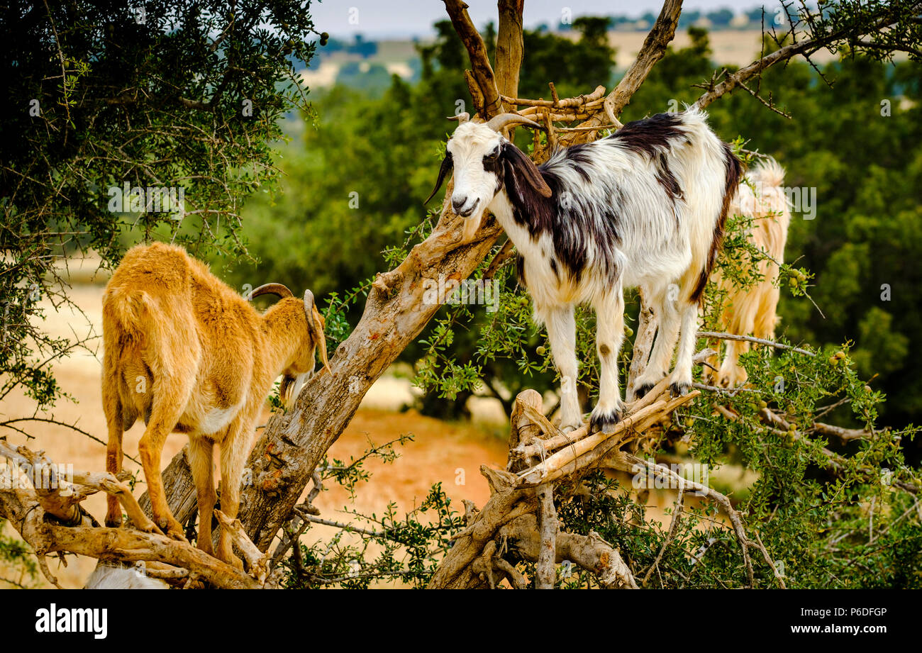 Goats In Trees Wallpaper