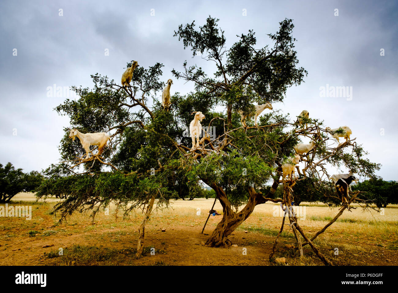 Climbing argon trees hi-res stock photography and images - Alamy