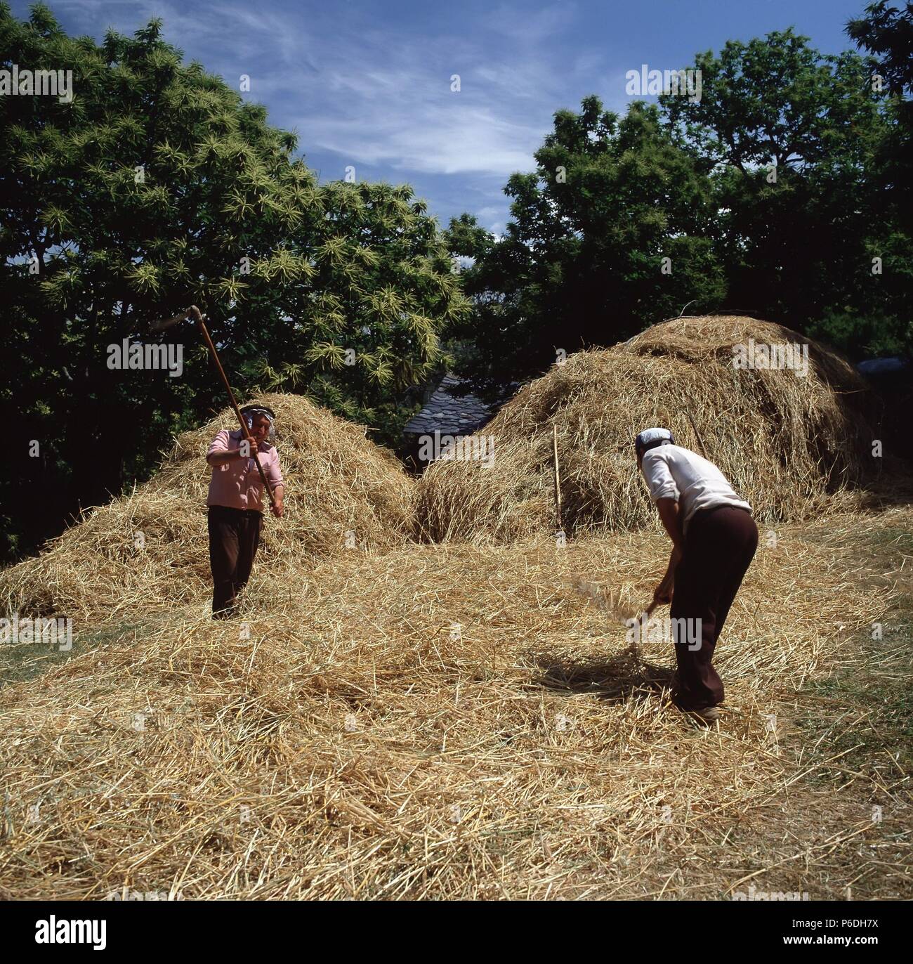AGRICULTURA. CASTILLA LEON. RECOLECCION DE TRIGO. APALEADO EN LA ERA ...
