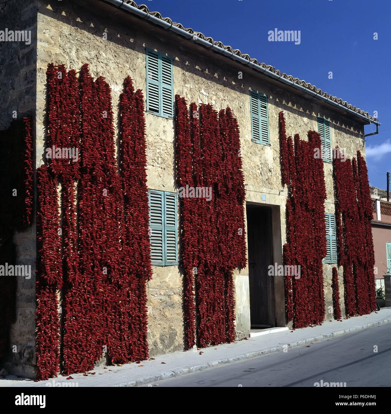 ISLAS BALEARES. MALLORCA. MARRATXI. PIMIENTOS PUESTOS A SECAR AL SOL EN ...