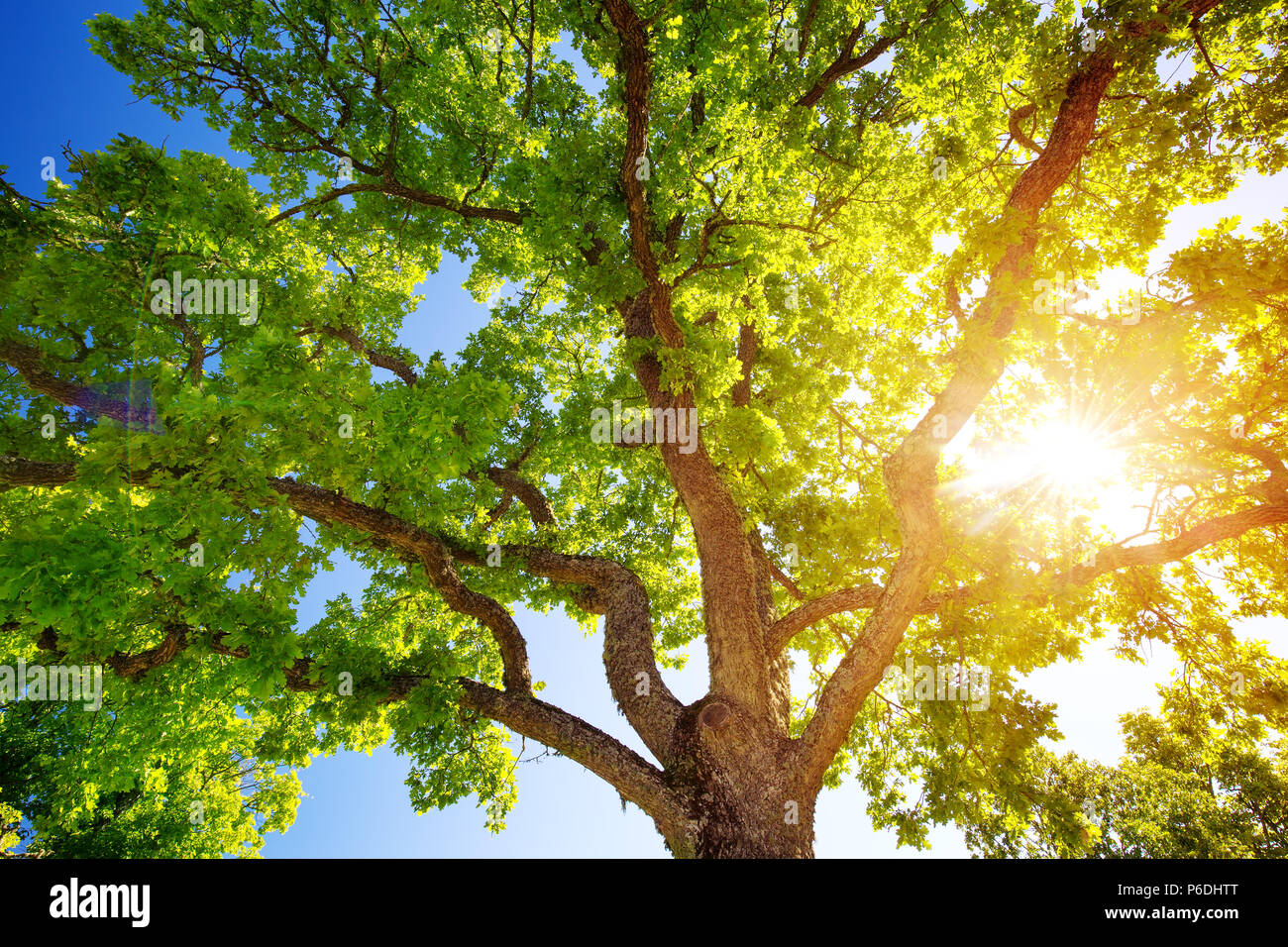Tree foliage in morning light Stock Photo - Alamy